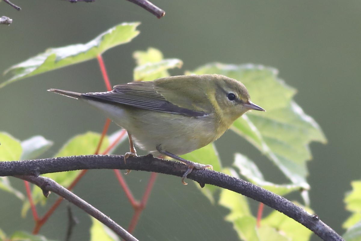 ML176397341 Tennessee Warbler Macaulay Library