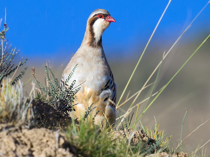Przevalski's Partridge - eBird