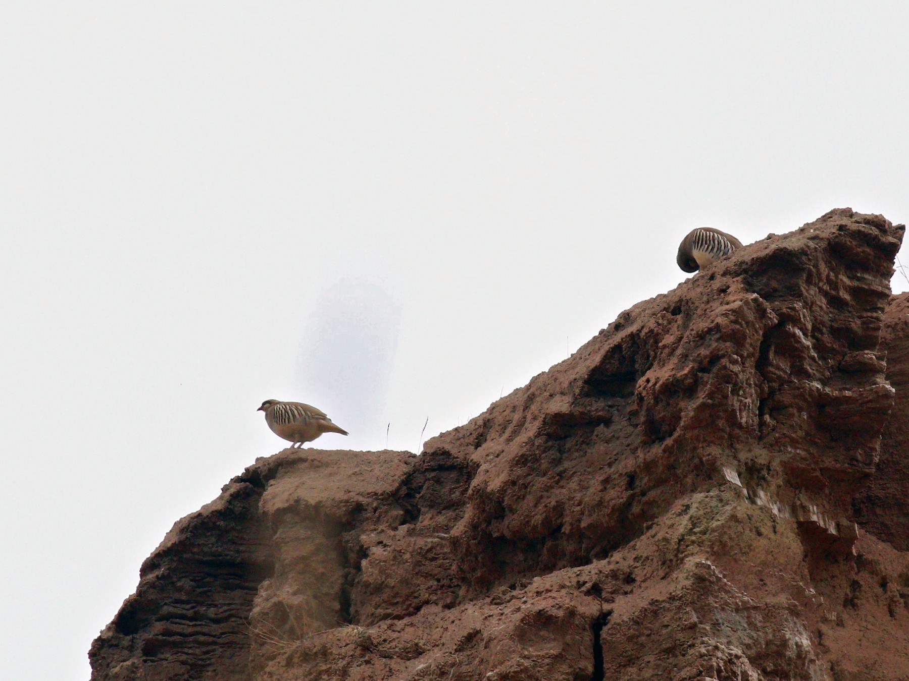 Przevalski's Partridge - eBird