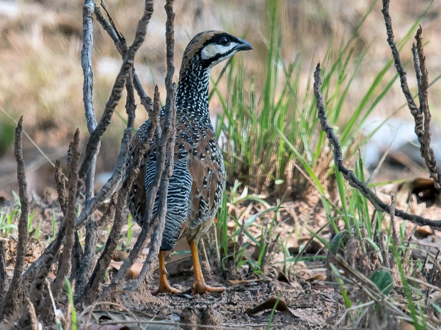 Chinese Francolin - eBird
