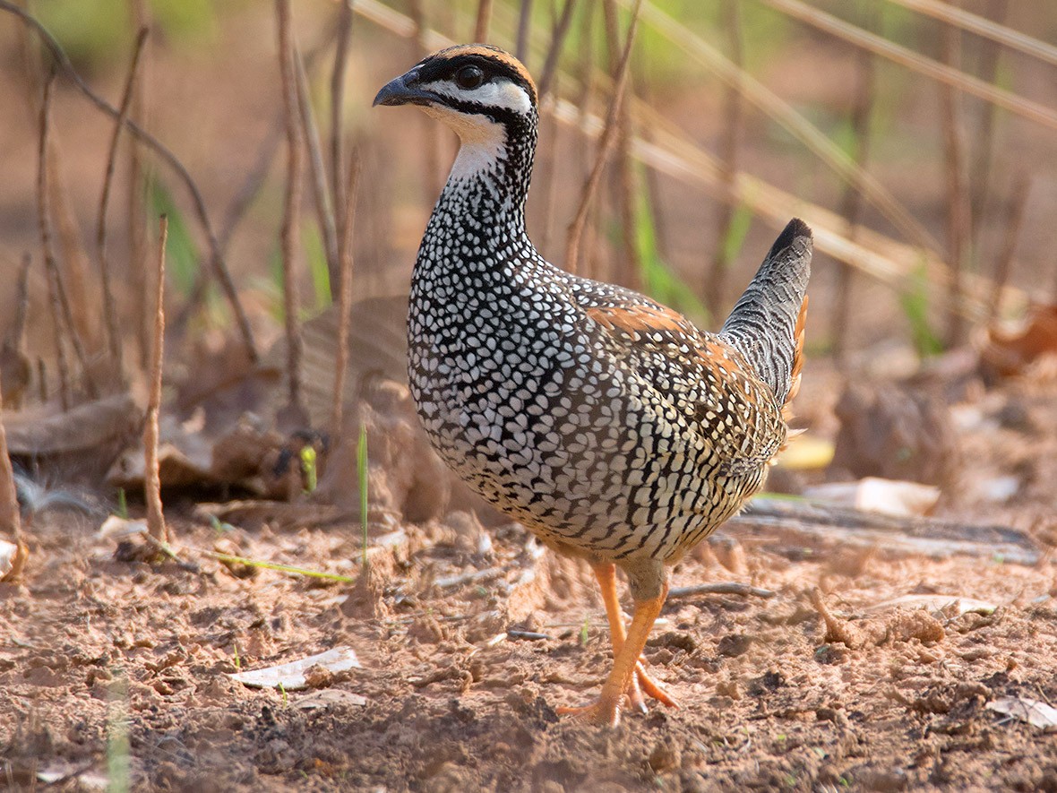 Chinese Francolin - eBird