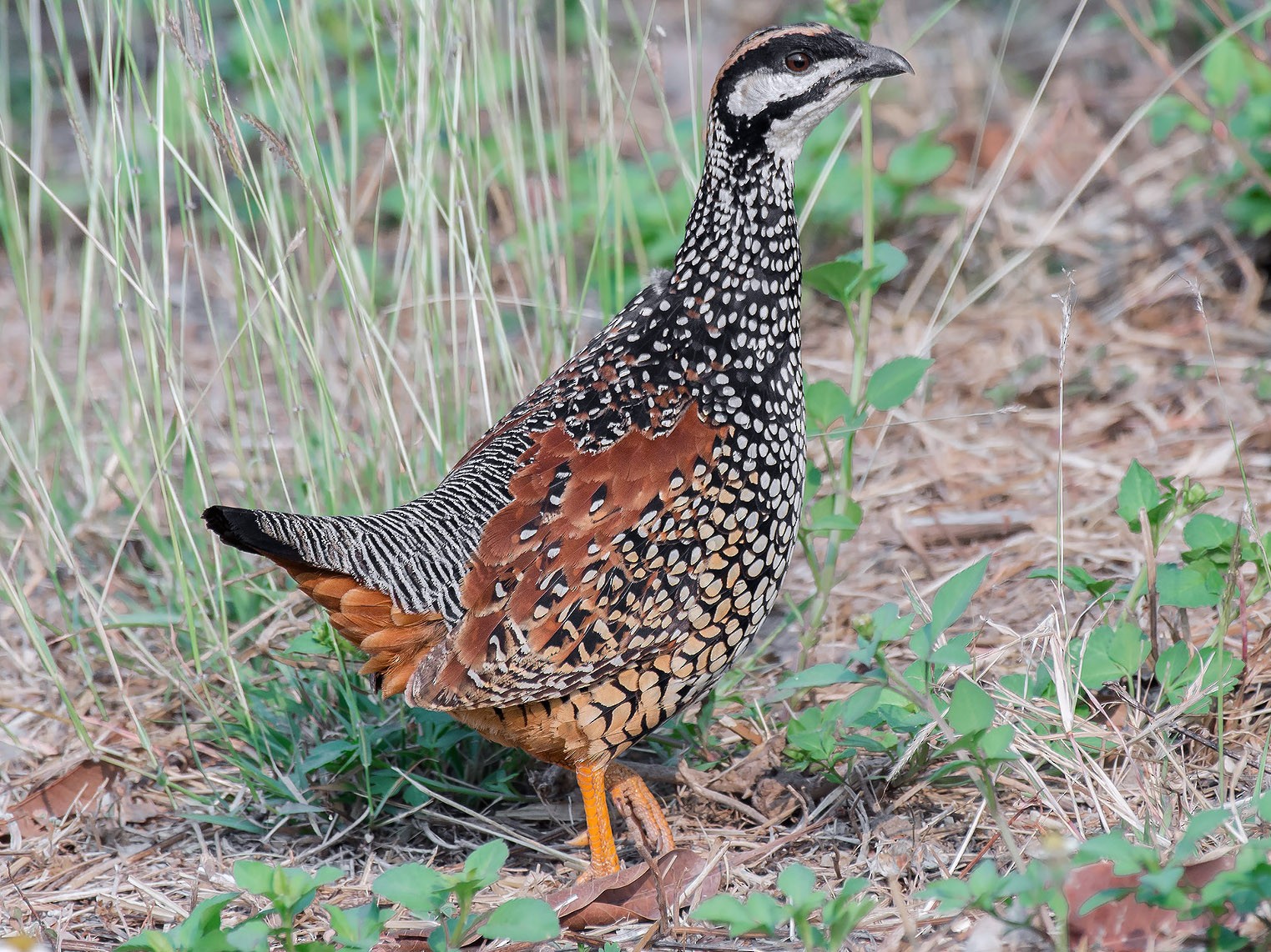 Chinese Francolin - eBird