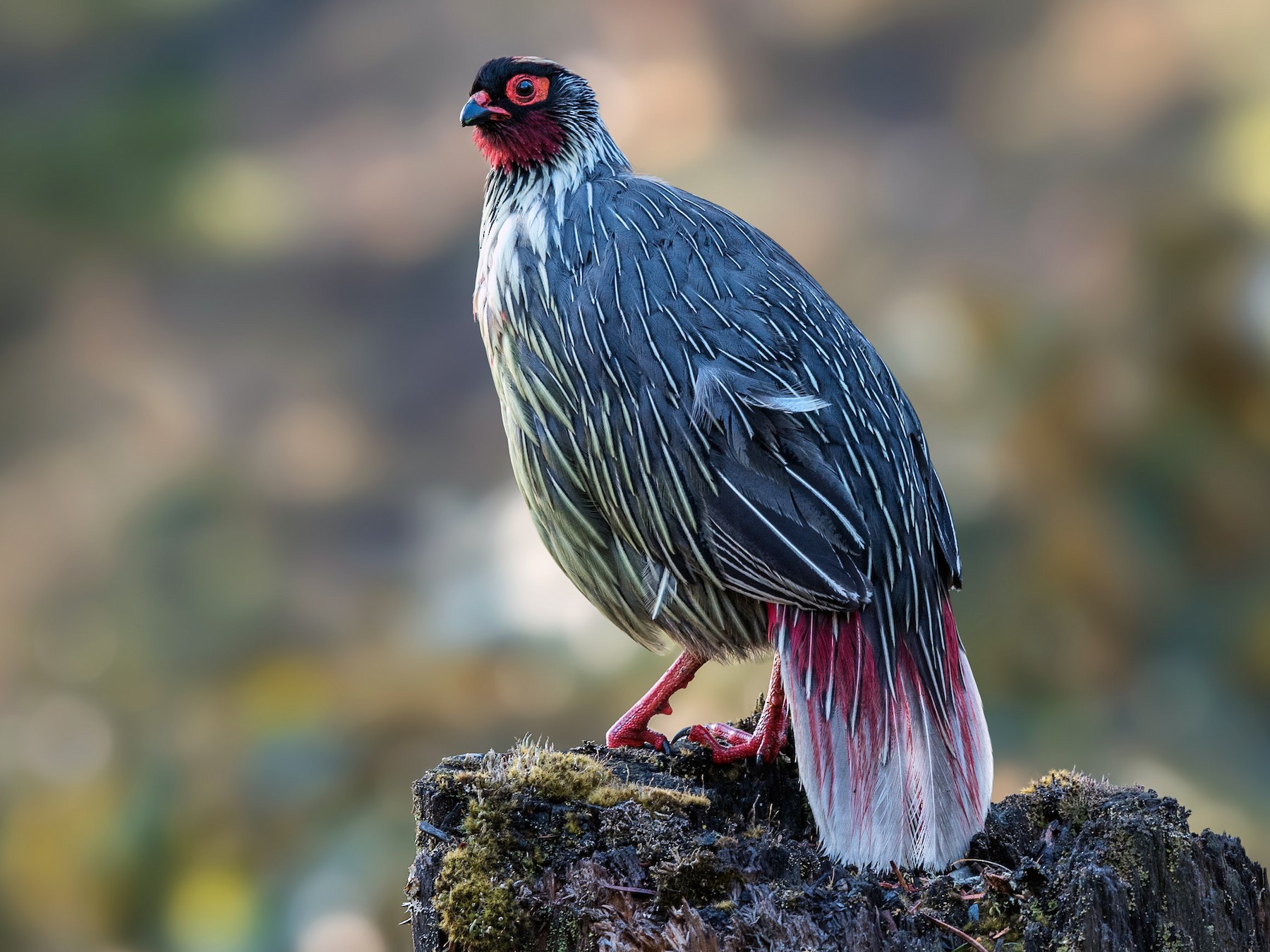 Blood Pheasant - eBird