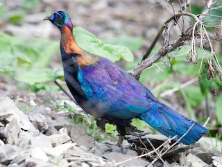 Chinese Bird Species