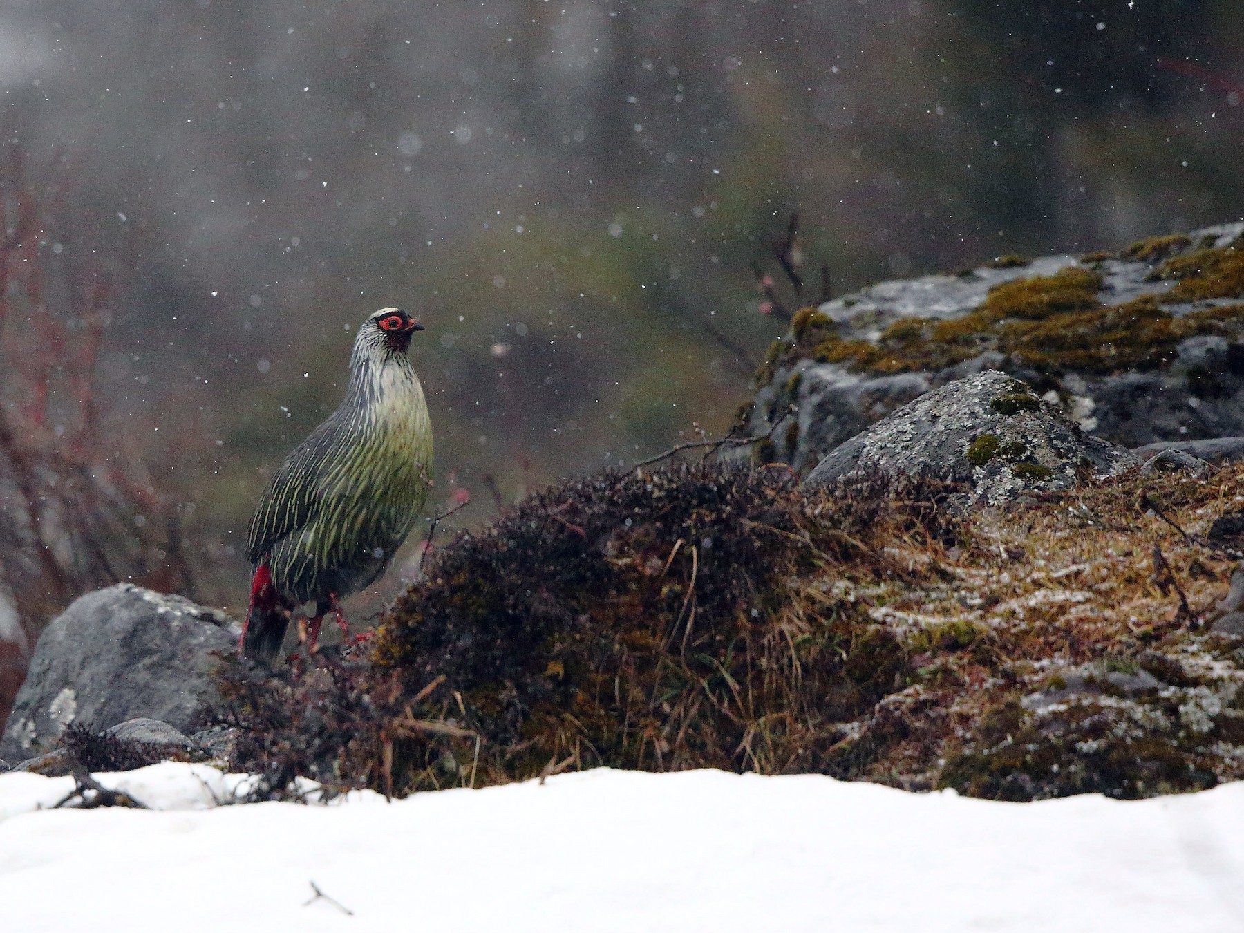 Blood Pheasant - eBird