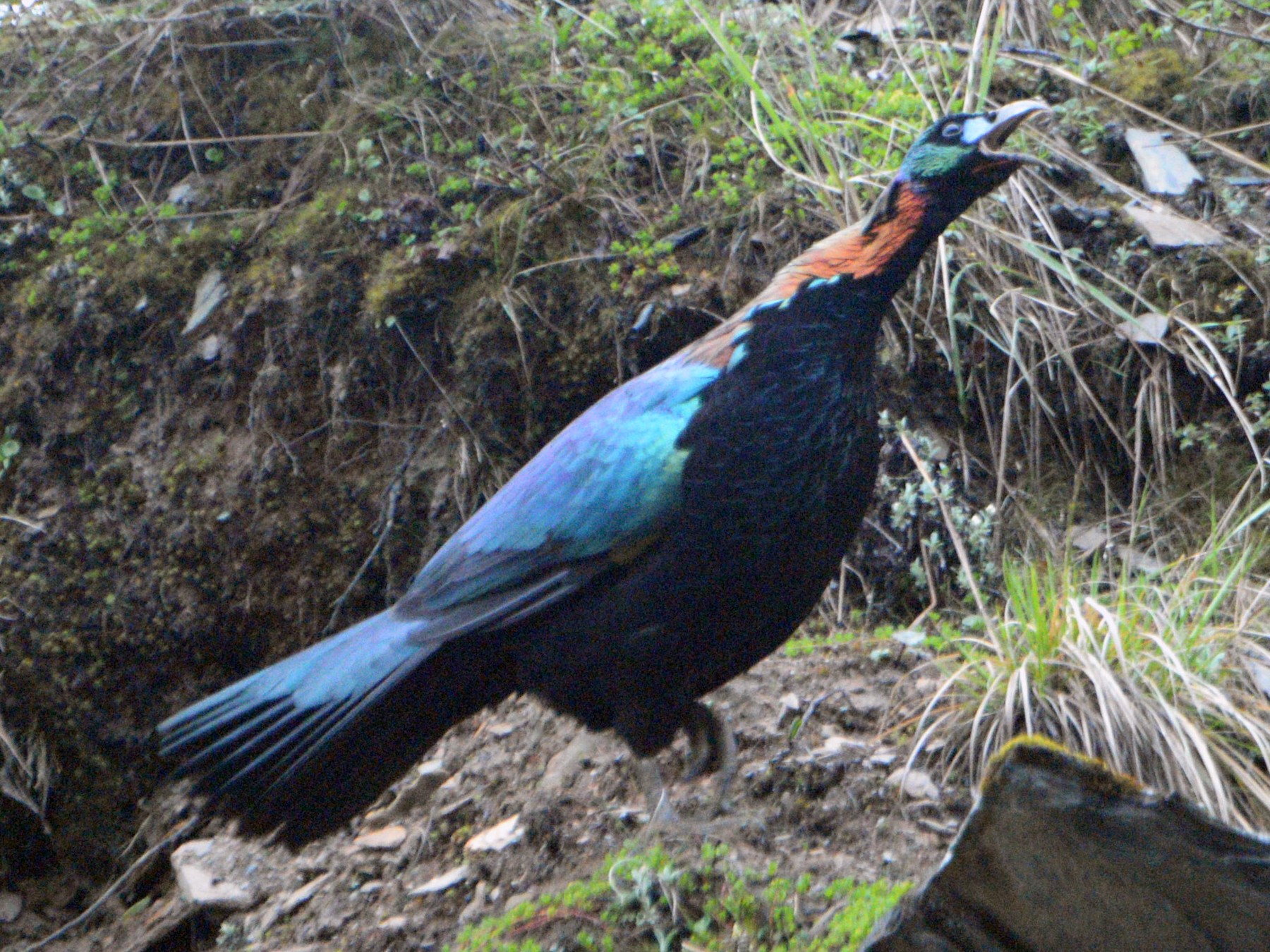 Chinese Monal - eBird