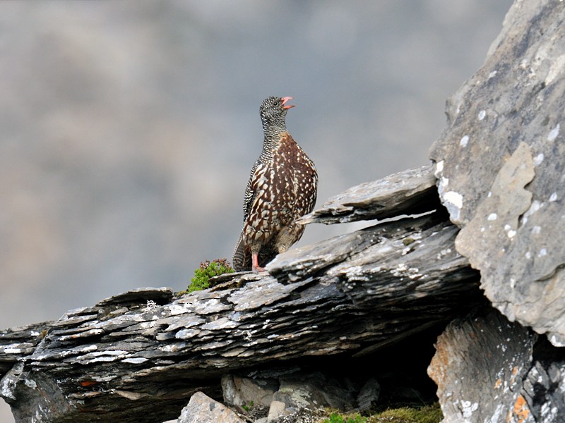 Snow Partridge - eBird