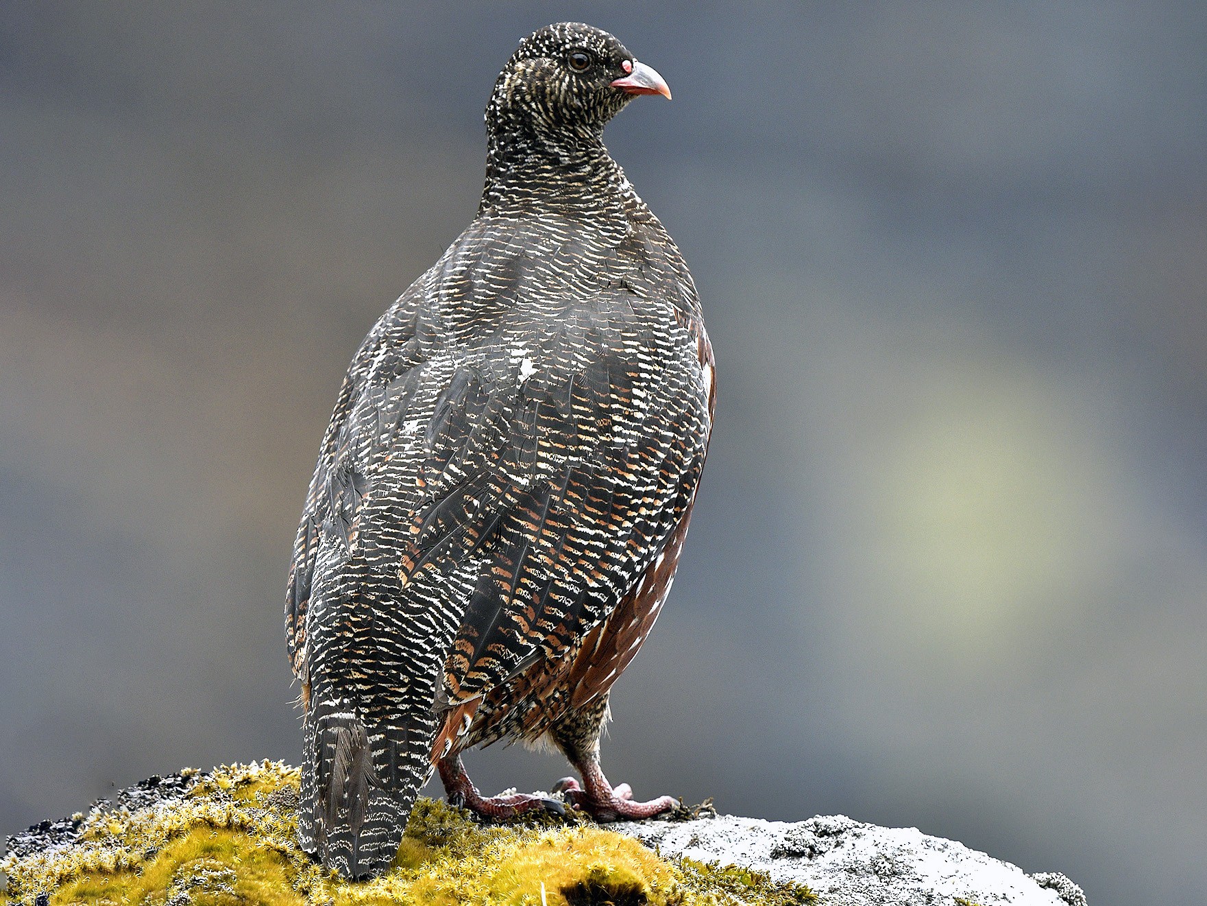 Snow Partridge - eBird