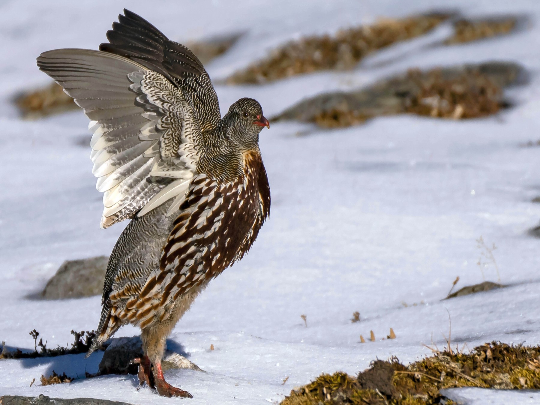 Snow Partridge - eBird