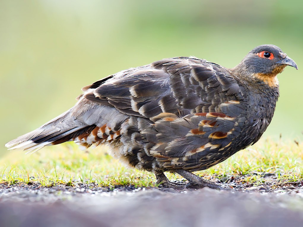 Buff-throated Monal-Partridge - Tetraophasis szechenyii - Birds of the ...