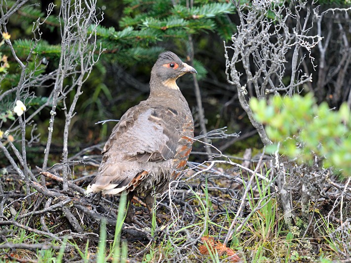 Buff-throated Monal-Partridge - eBird