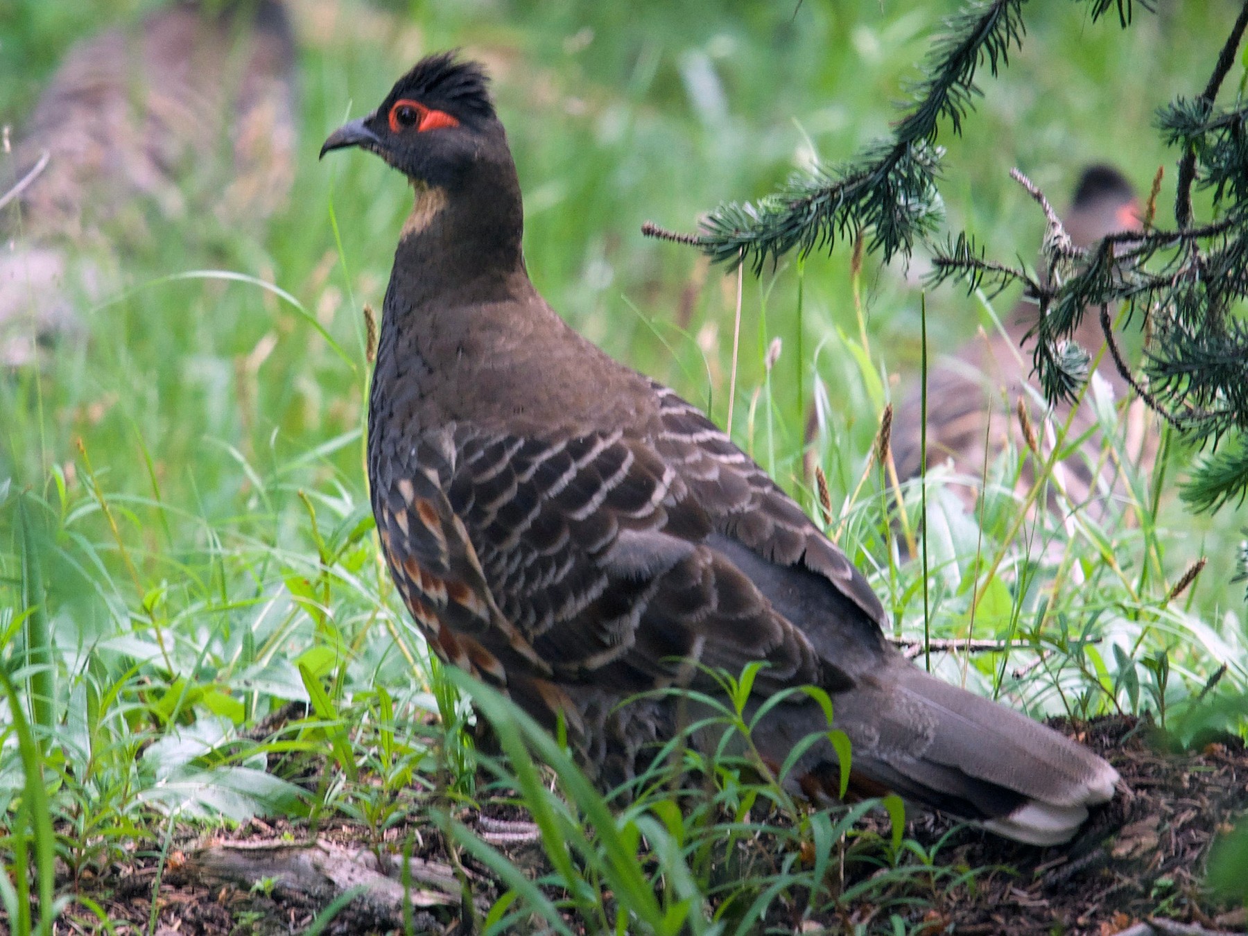 Buff-throated Monal-Partridge - eBird