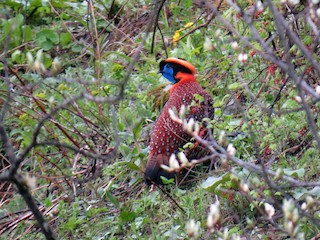 Temminck's Tragopan - eBird