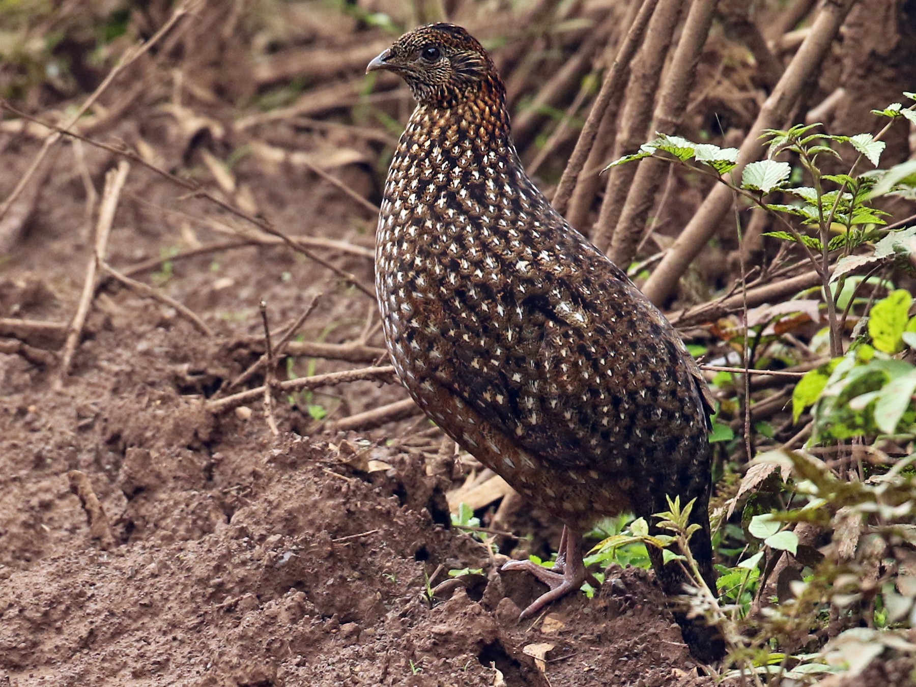Temminck's Tragopan - eBird