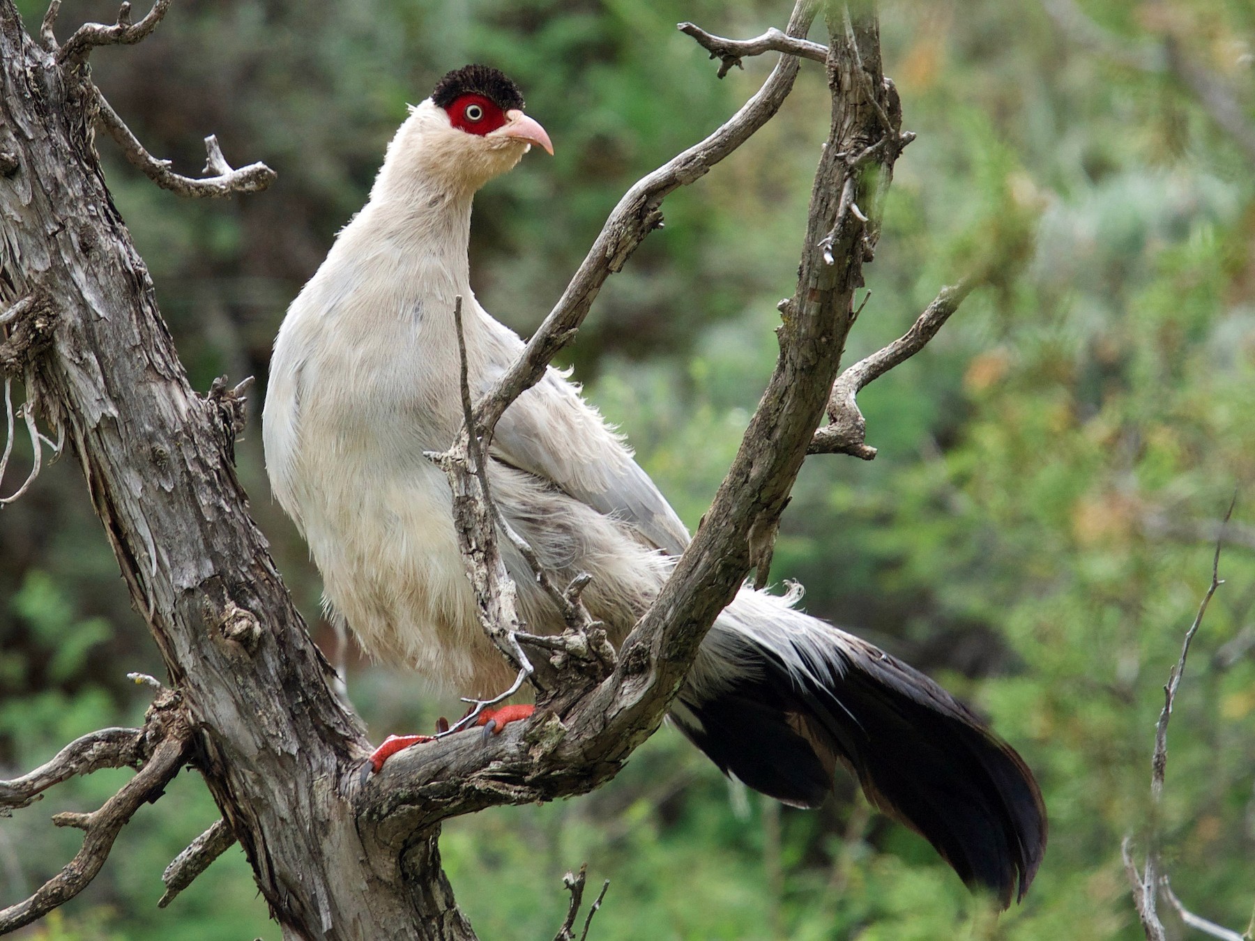 Faisán Orejudo Gris/Orejudo Blanco - eBird