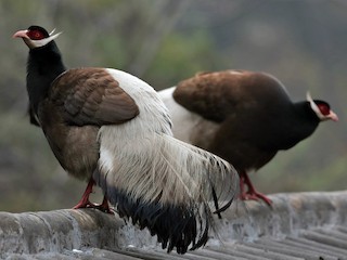 Brown Eared-Pheasant - eBird