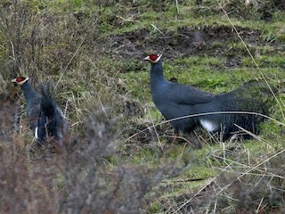 Blue Eared-Pheasant - eBird