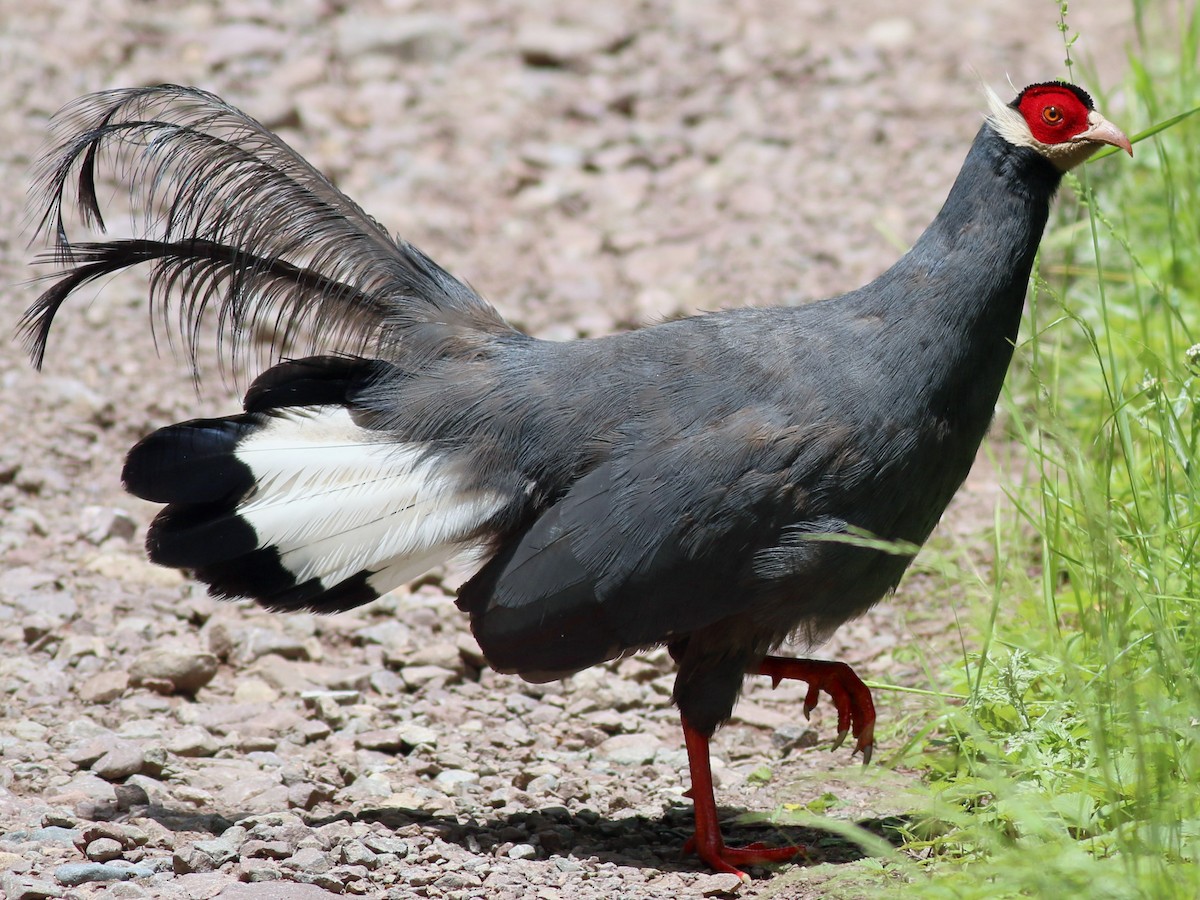 Blue Eared-Pheasant - Crossoptilon auritum - Birds of the World
