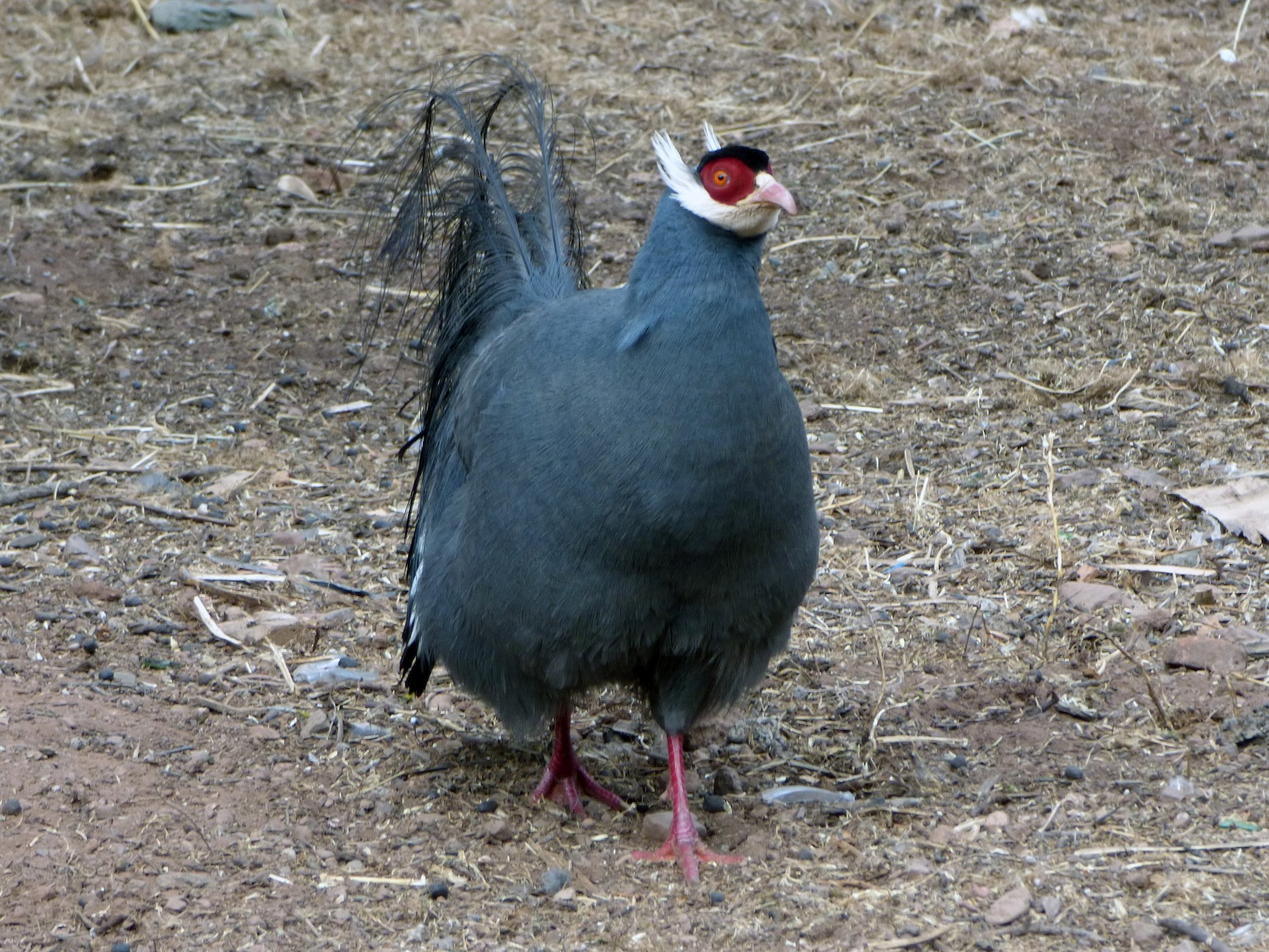 Faisán Orejudo Azul - eBird