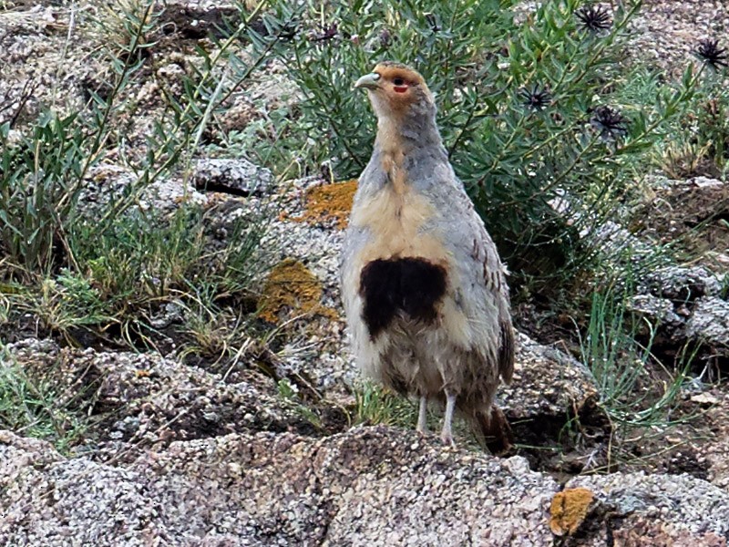 Daurian Partridge - eBird