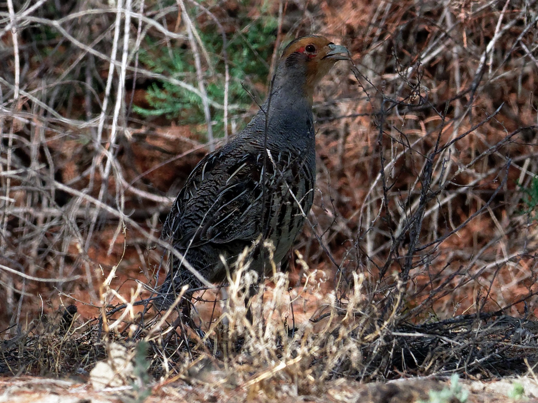 Daurian Partridge - eBird