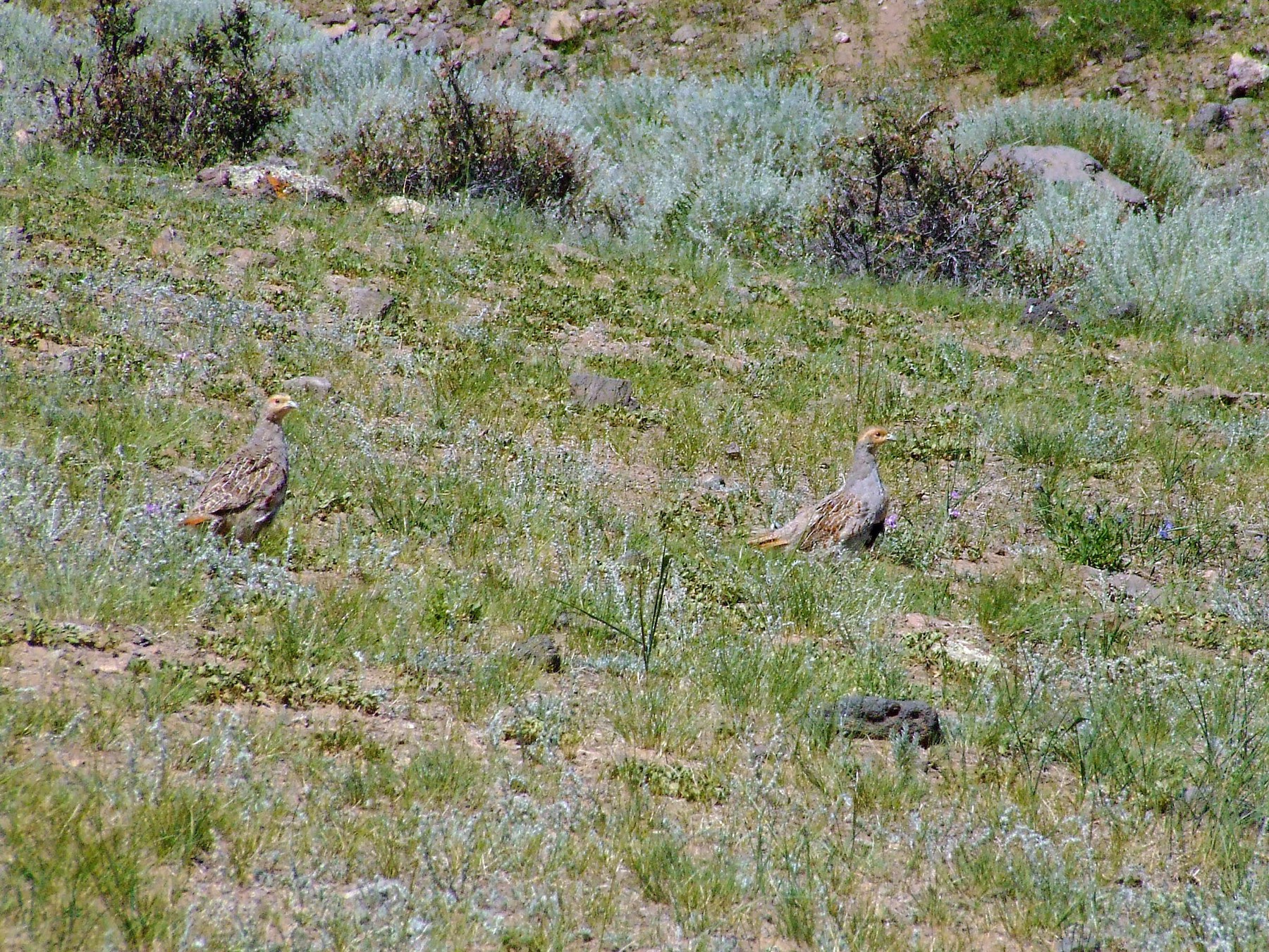 Daurian Partridge - eBird