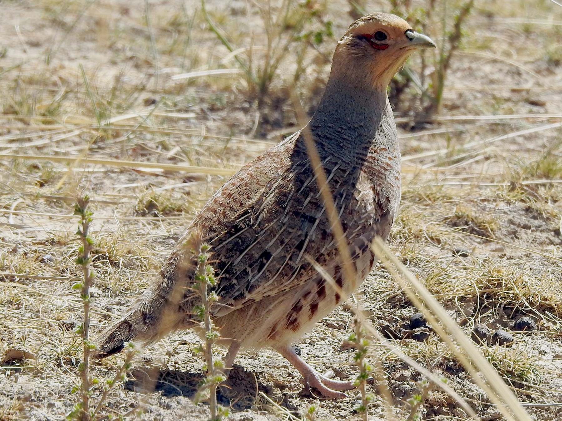 Daurian Partridge - eBird