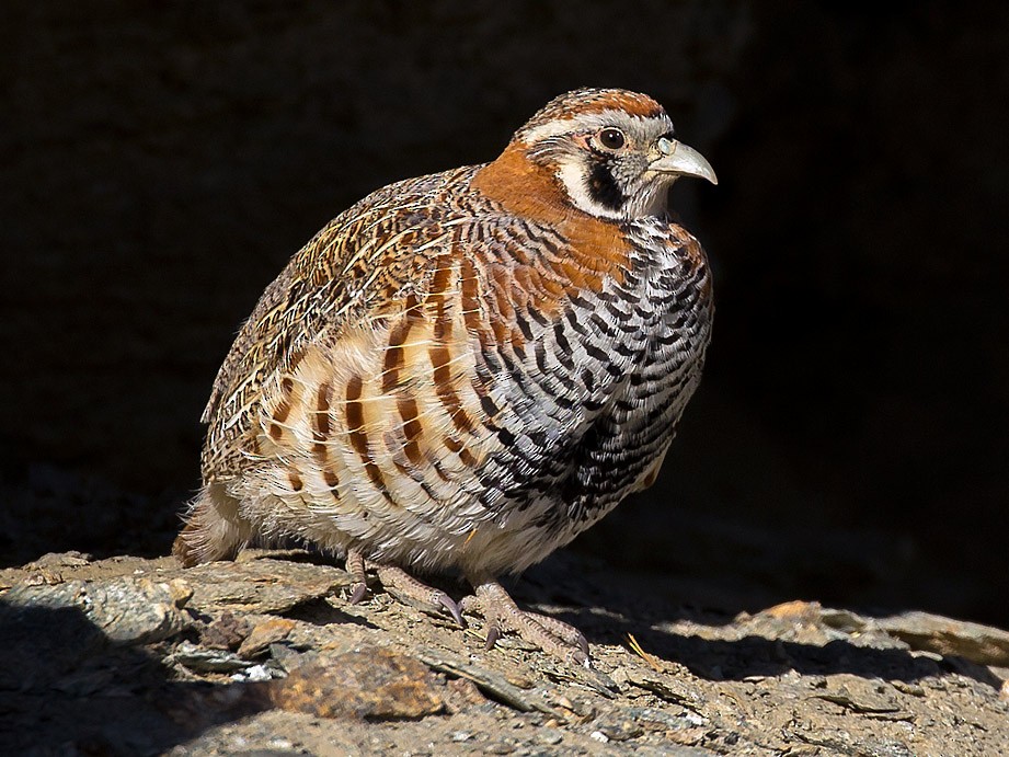 Tibetan Partridge - eBird