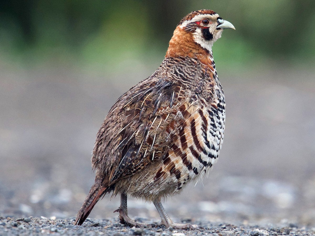 Tibetan Partridge - Perdix hodgsoniae - Birds of the World