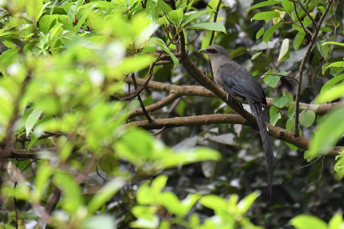 eBird Checklist - 10 Sep 2019 - Gokarna Forest Reserve - 55 species