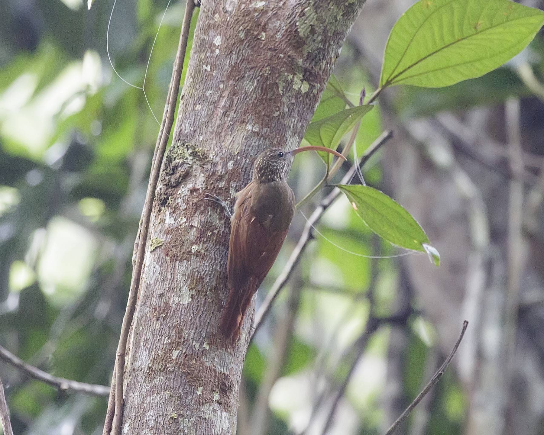 Curve-billed Scythebill (Curve-billed) - eBird