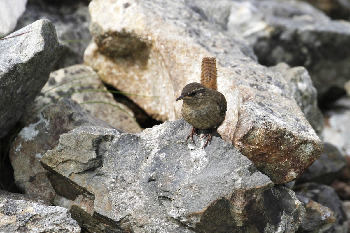 Eurasian Wren (St. Kilda) - eBird