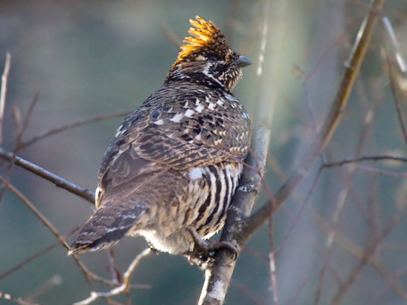 Severtzov's Grouse - eBird