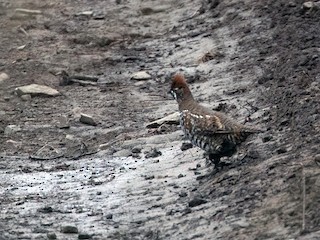 Chinese Grouse - eBird