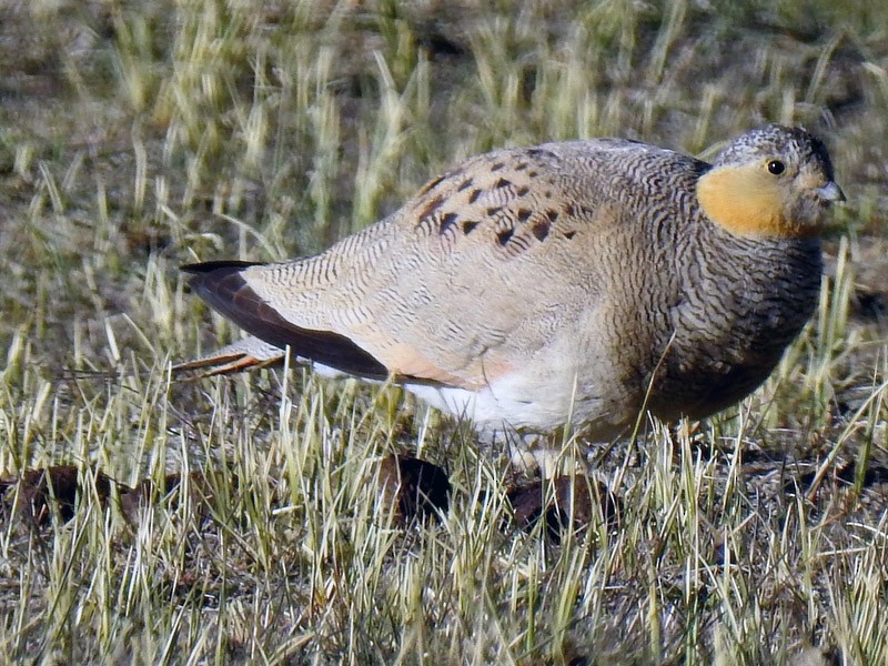 Tibetan Sandgrouse - eBird