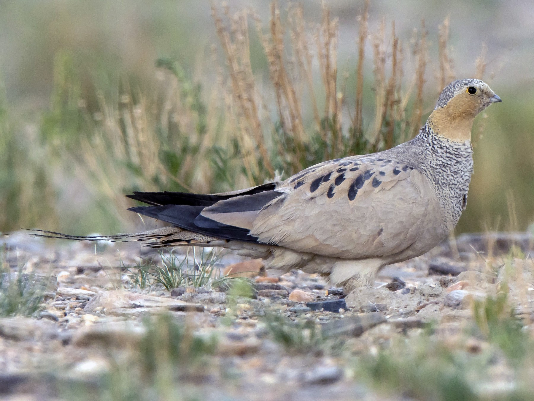 Tibetan Sandgrouse - eBird