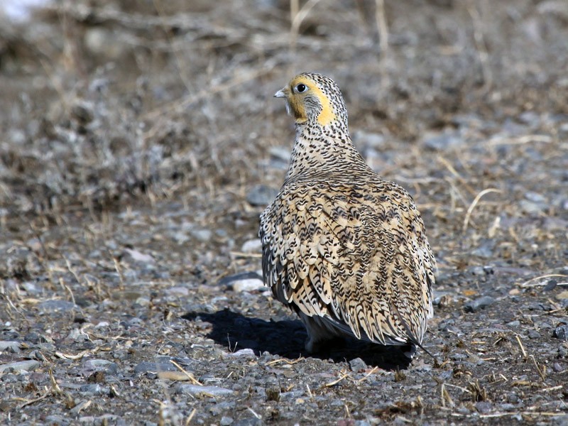 Pallas's Sandgrouse - eBird