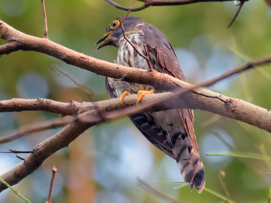 Hodgson's Hawk-Cuckoo - eBird