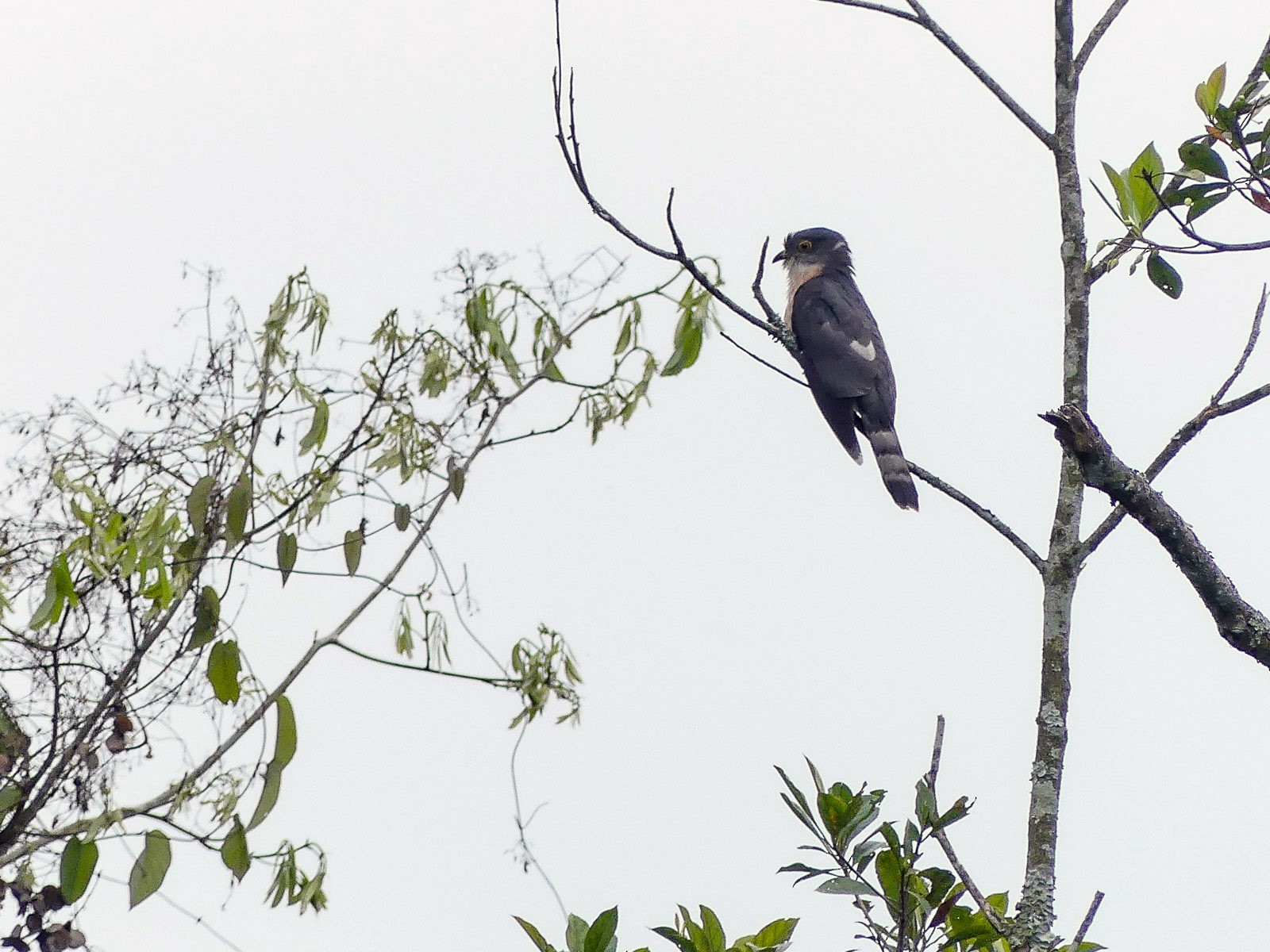 Hodgson's Hawk-Cuckoo - eBird