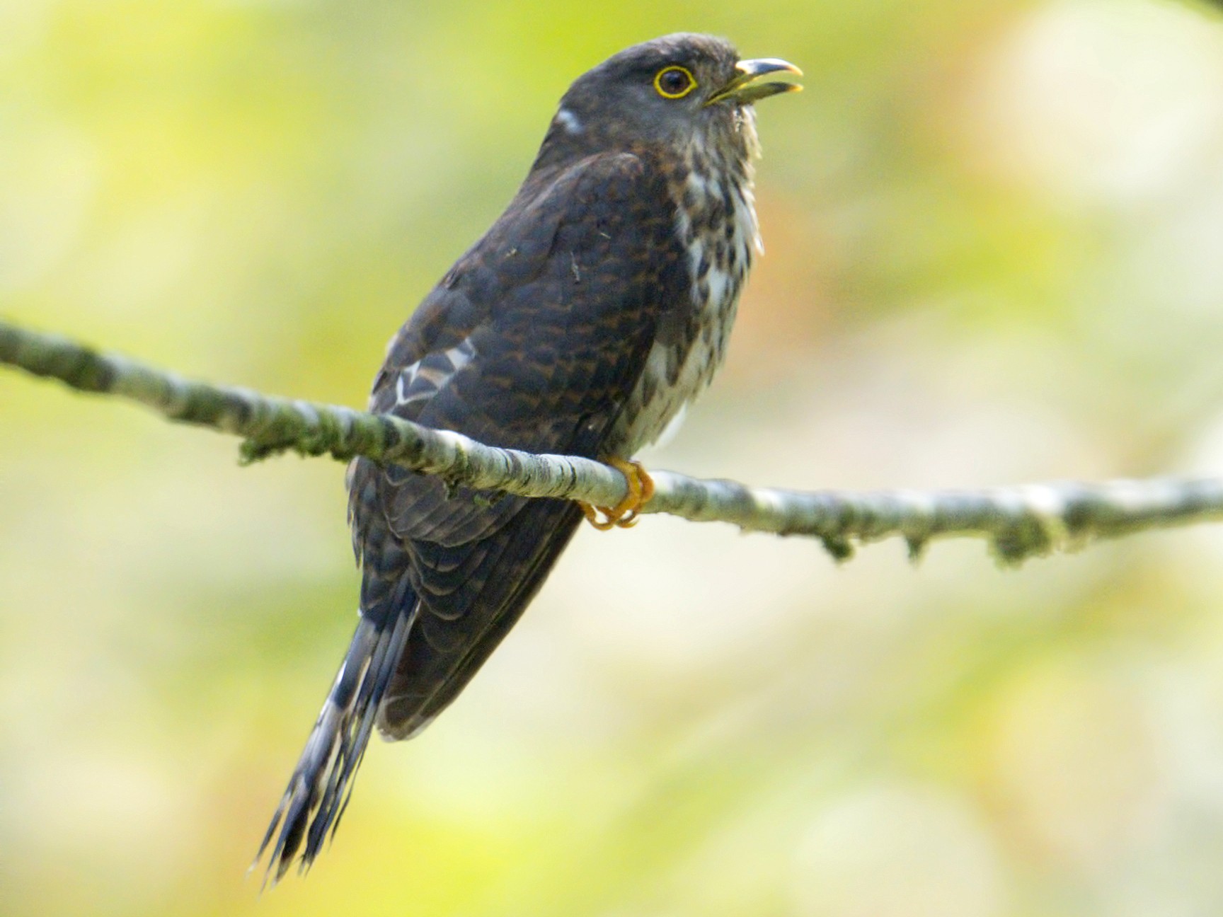 Hodgson's Hawk-Cuckoo - eBird