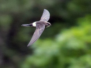 Salim Ali's Swift - eBird
