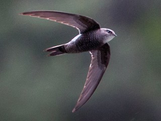 Salim Ali's Swift - eBird
