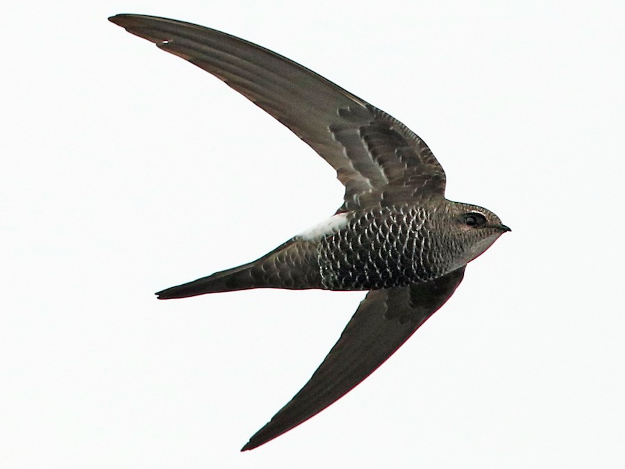 Salim Ali's Swift - eBird