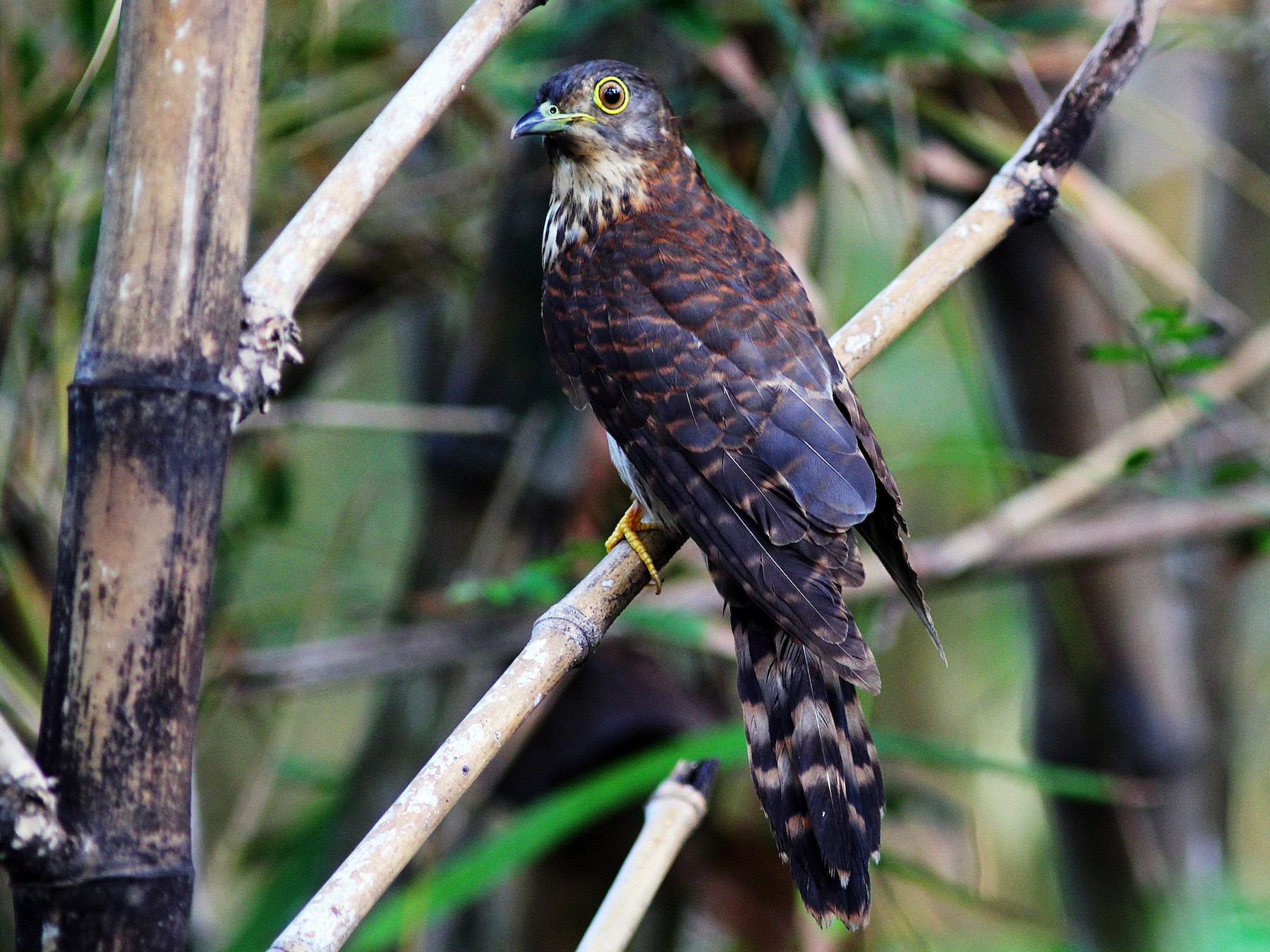 Hodgson's Hawk-Cuckoo - eBird
