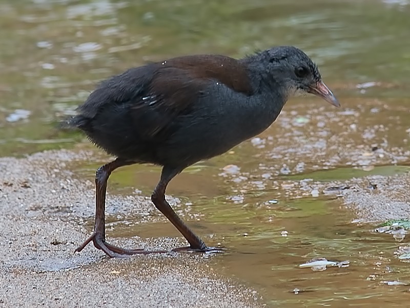 Black-tailed Crake - eBird