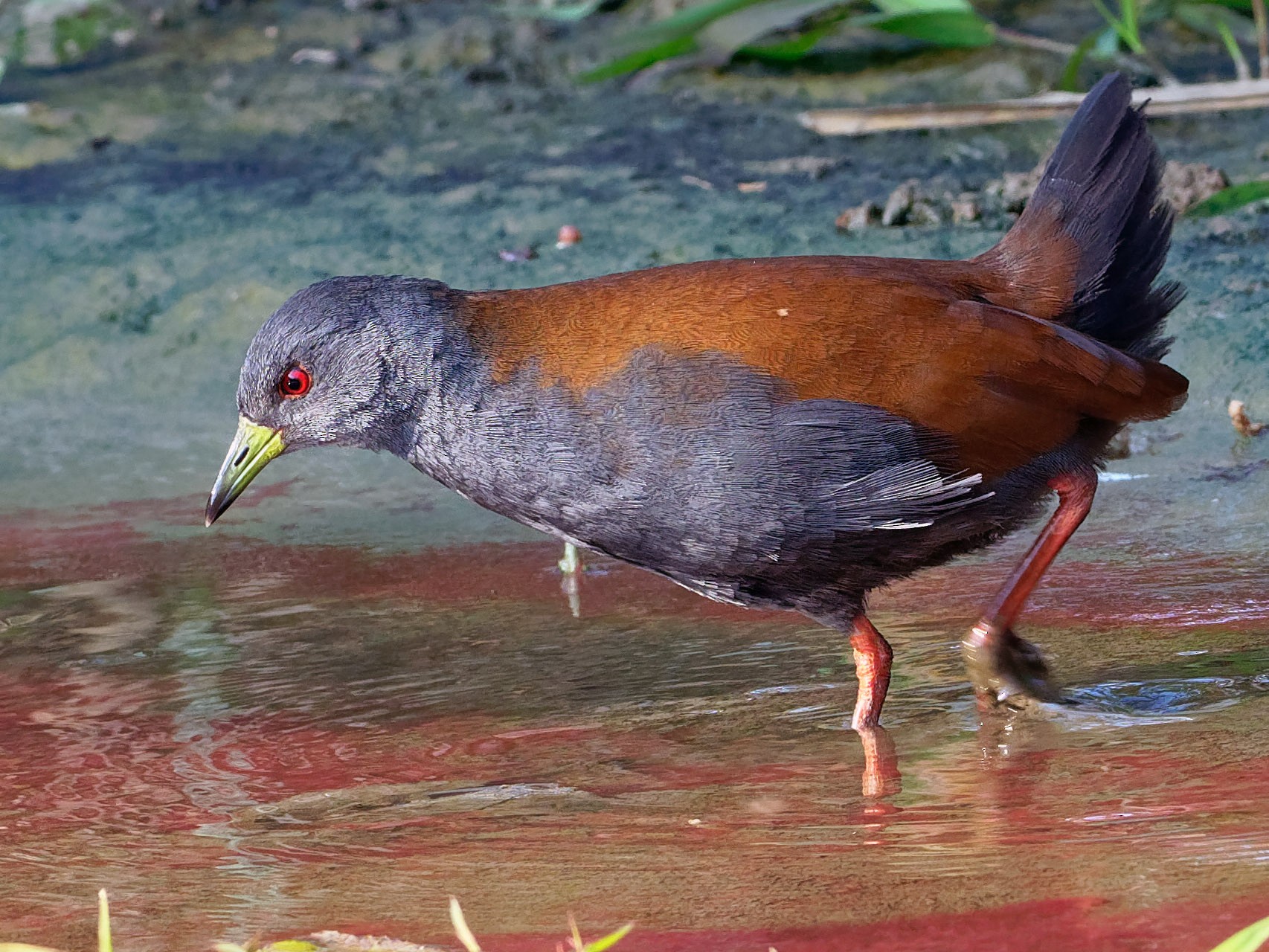 Black-tailed Crake - eBird