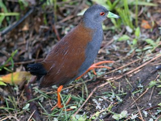 Black-tailed Crake - eBird