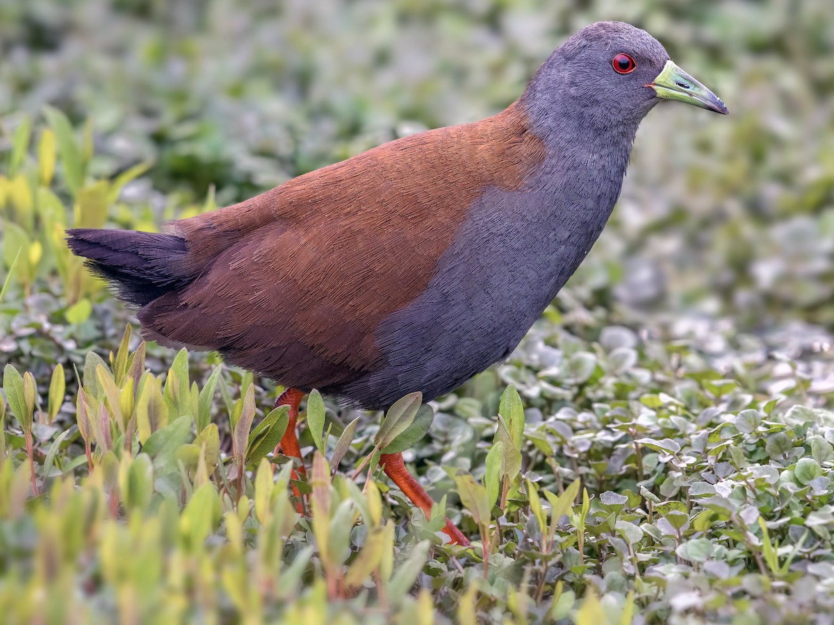 Black-tailed Crake - Zapornia bicolor - Birds of the World