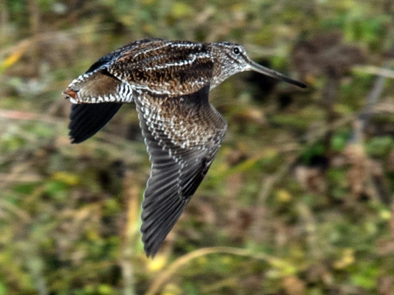 Solitary Snipe - eBird