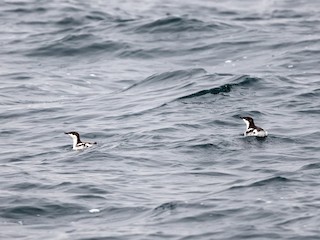 Long-billed Murrelet - eBird